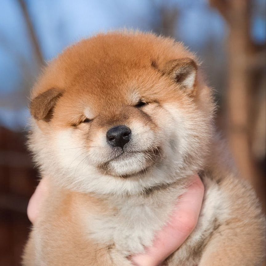 Щенки сиба ину