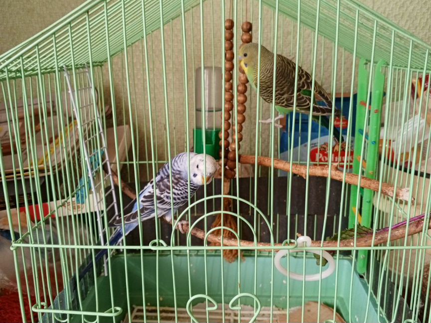 Волнистый попугай