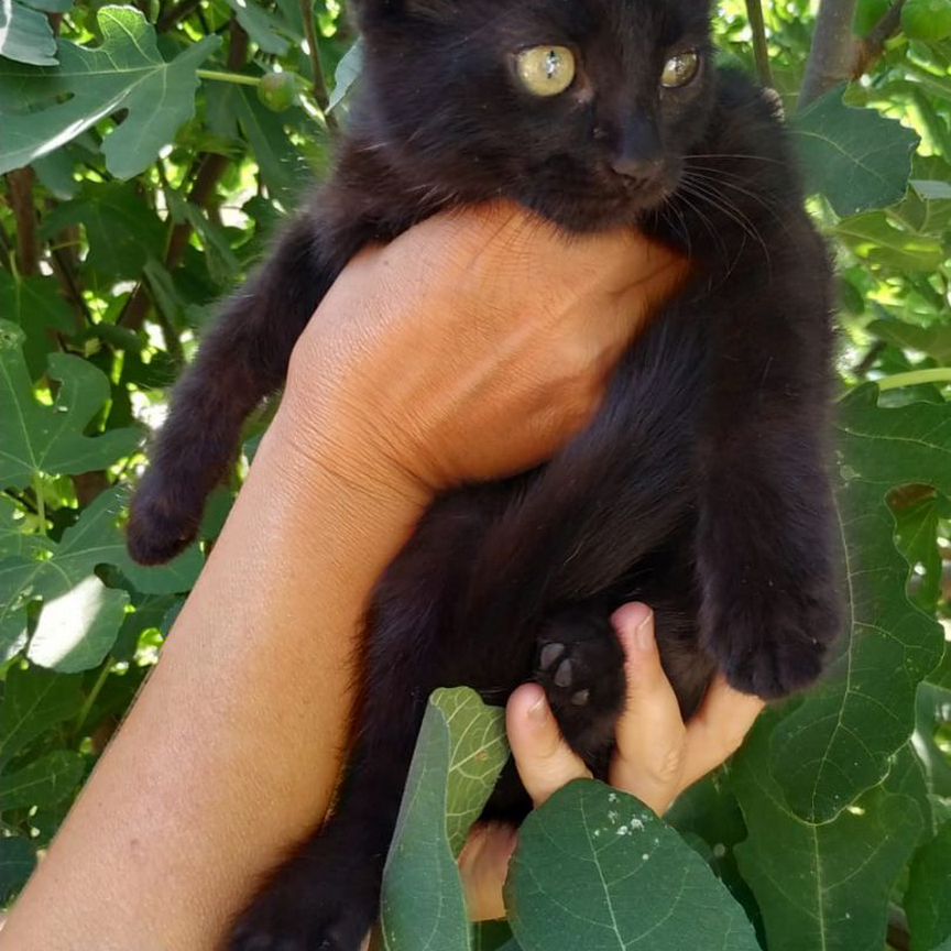 Домашние животные котята