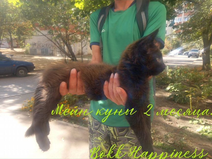 Котята мейн-кун черный