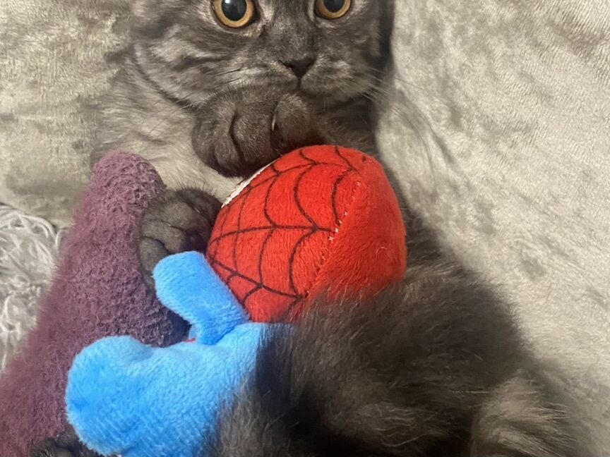 Кот в добрые руки