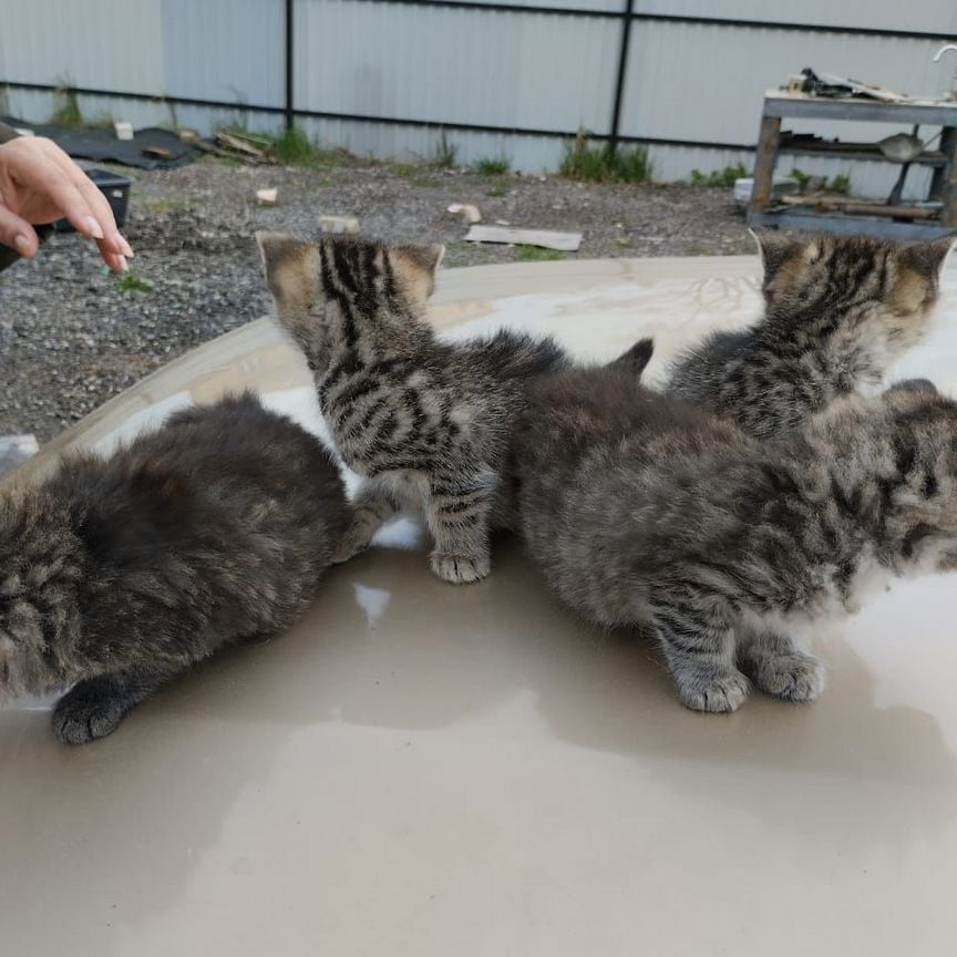 Отдам в добрые руки котят