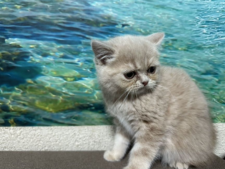 Шотландские прямоухие котята