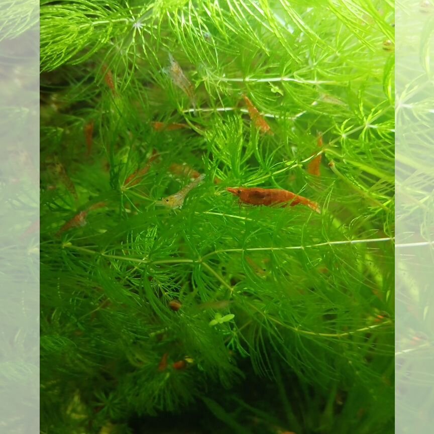 Аквариумные креветки вишня