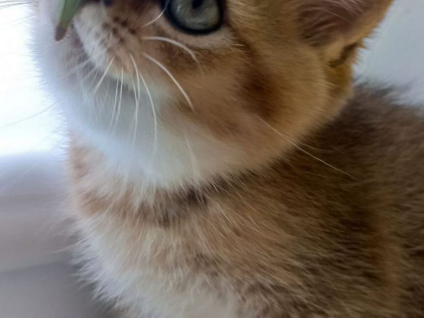 Шотландский котёнок
