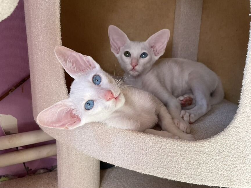 Белые ориентальные котята