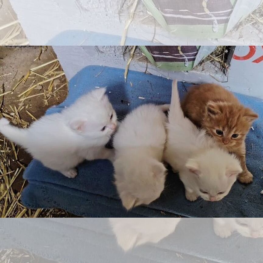 Сибирский котёнок