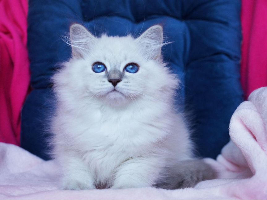 Котята Царь-Кошки