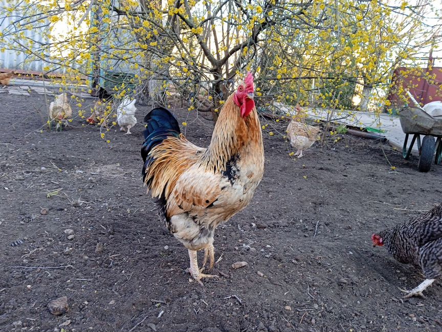 Петухи на племя 1000. возраст 7-8 мес