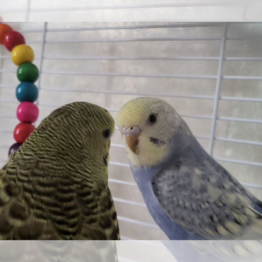 Волнистый попугай