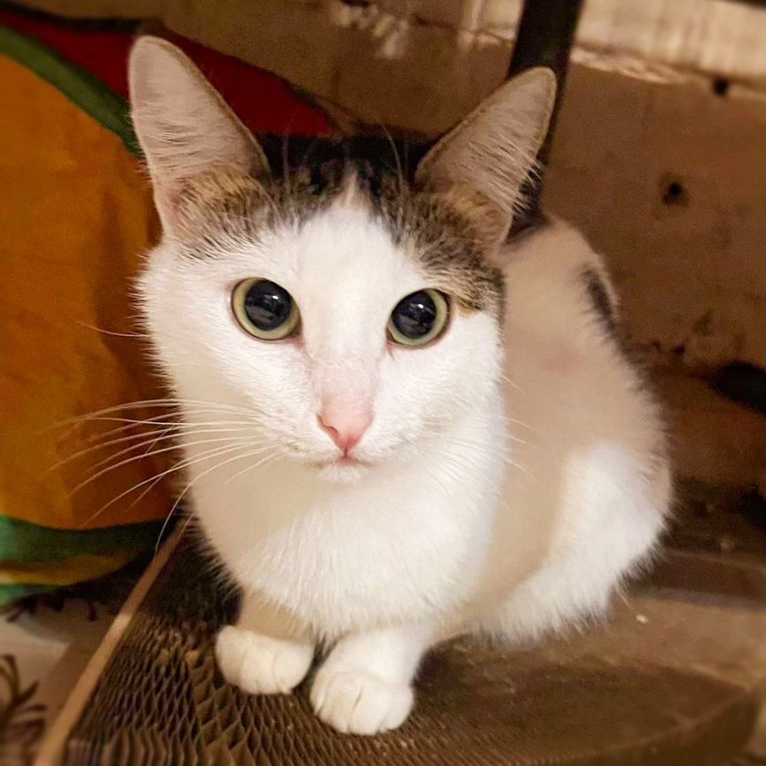 Кошка в дар