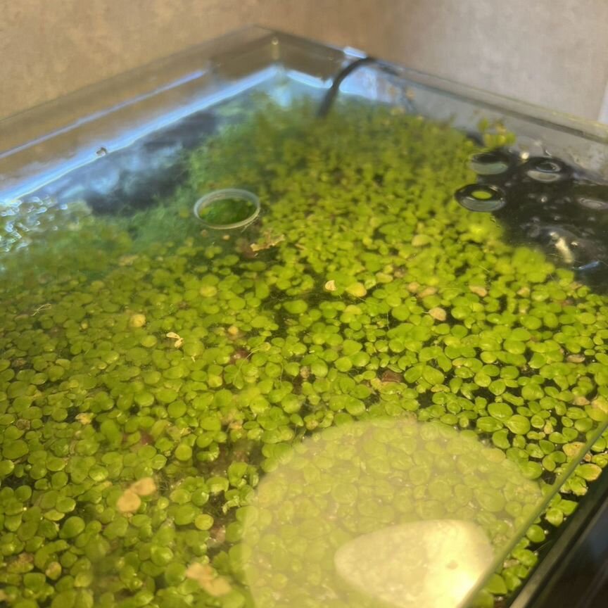 Аквариумное растение