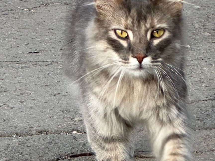 Котик в добрые руки
