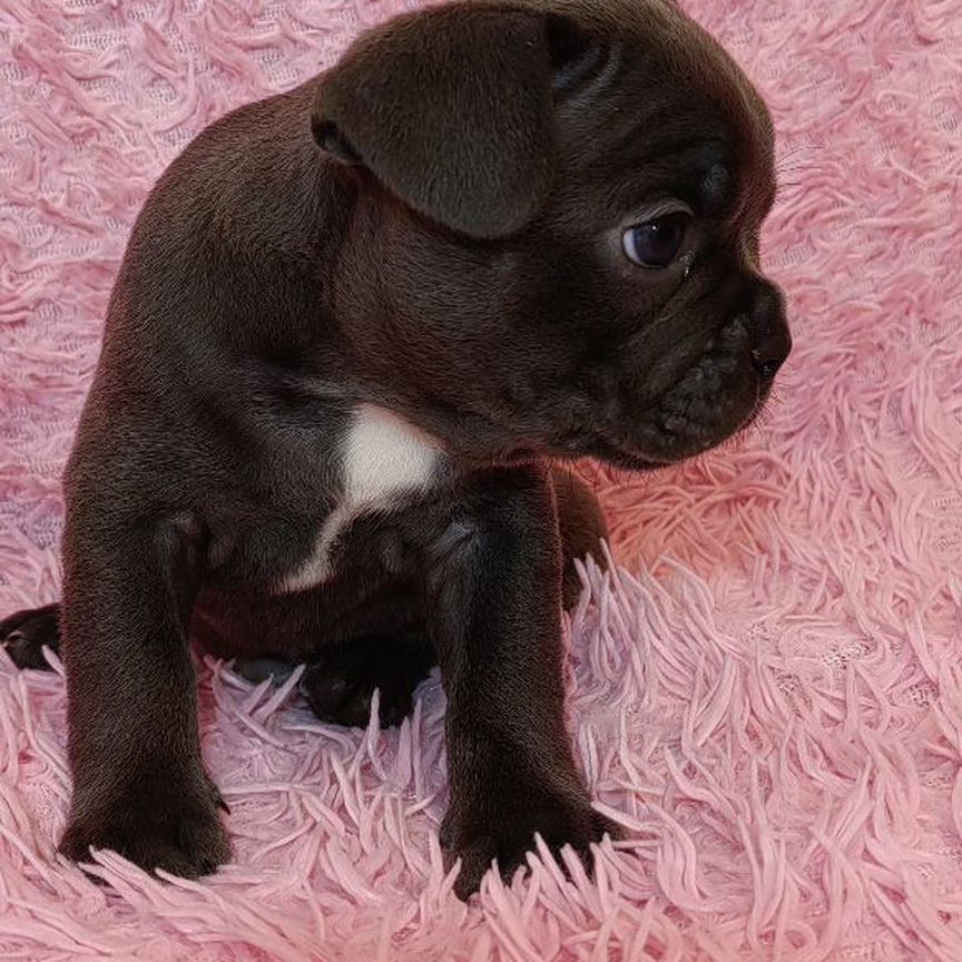 Французский бульдог мальчик