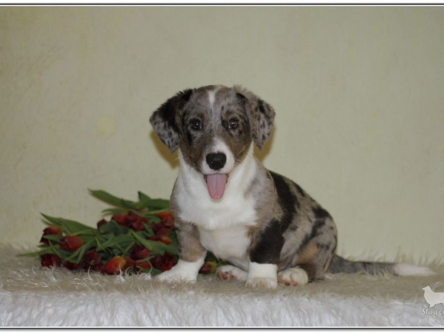 Щенки корги кардиган