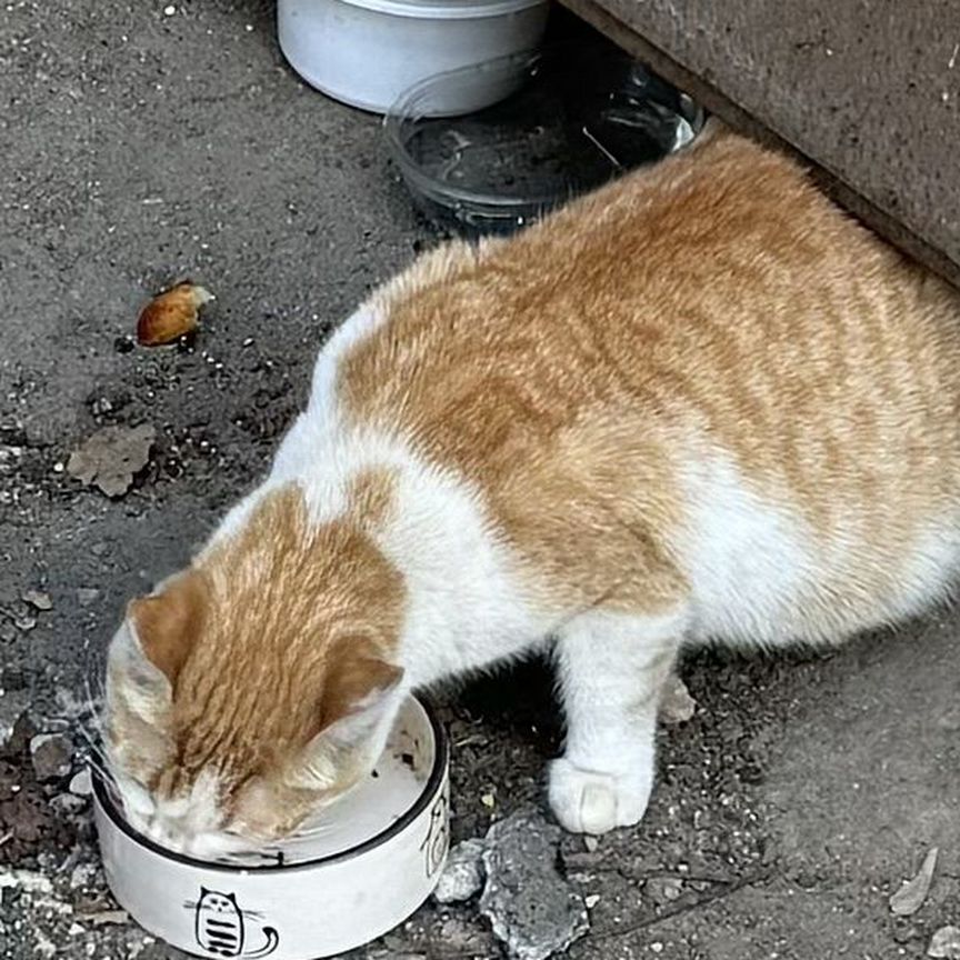 Кошки потеряшка