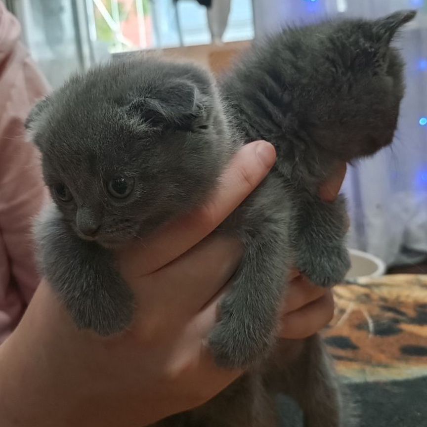 Шотландские котята