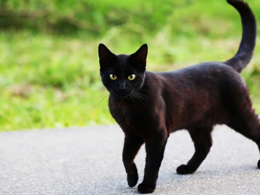 Беспородная черная кошка ищет хозяев