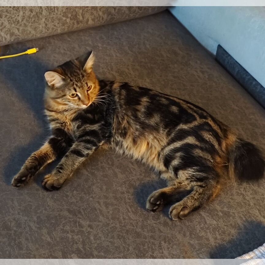 Взрослая, кошка в добрые руки