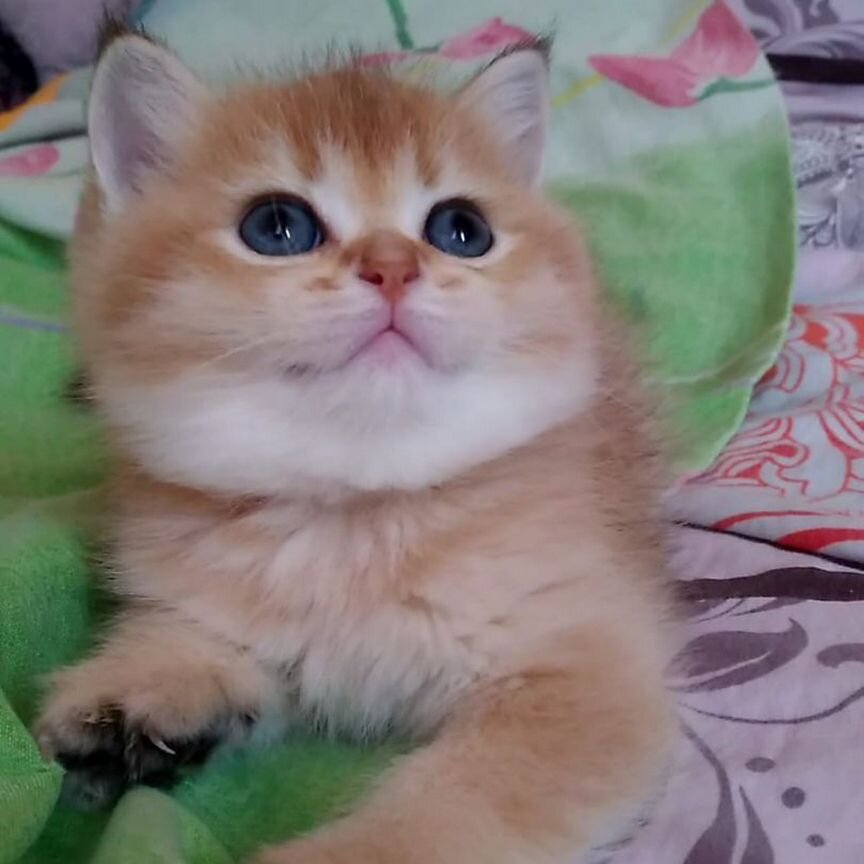 Шотландские котята