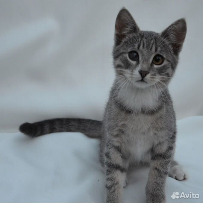 Котенок Бусик ищет хозяина