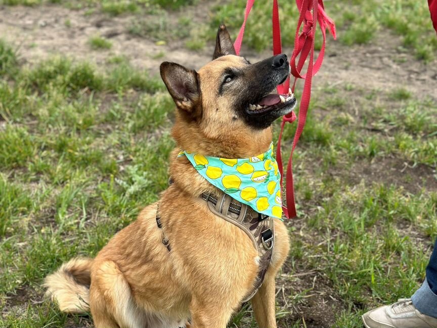 Молоденький умный песик грустит в приюте