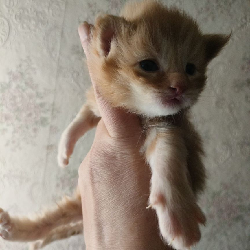 Котята мейн-кун