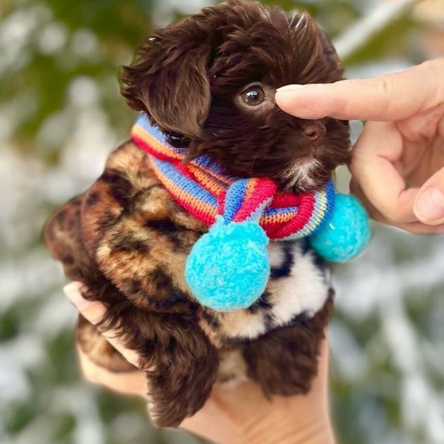 Мальтипу, щенок