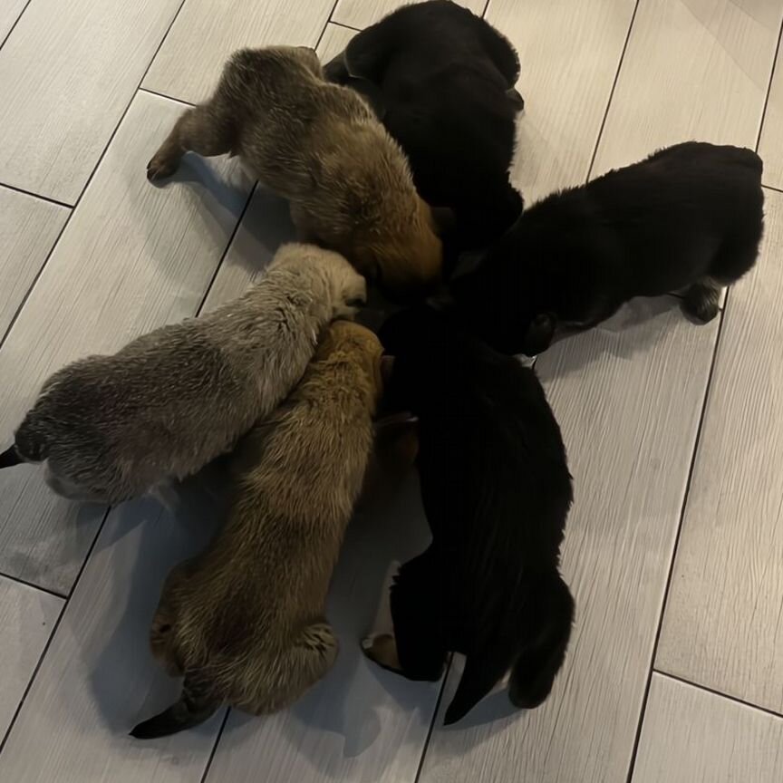 Немецкая овчарка, щенок