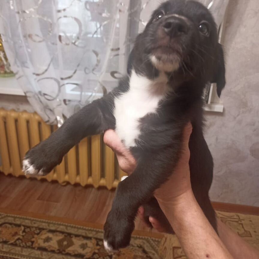 Щенок в добрые руки