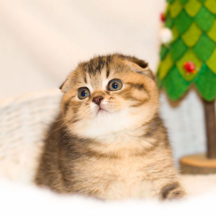 Девочка Scottish-fold ny25