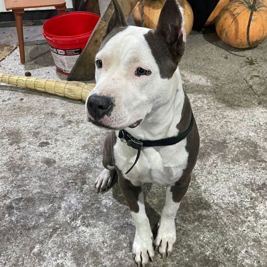 Американский стаффордширский терьер, щенок