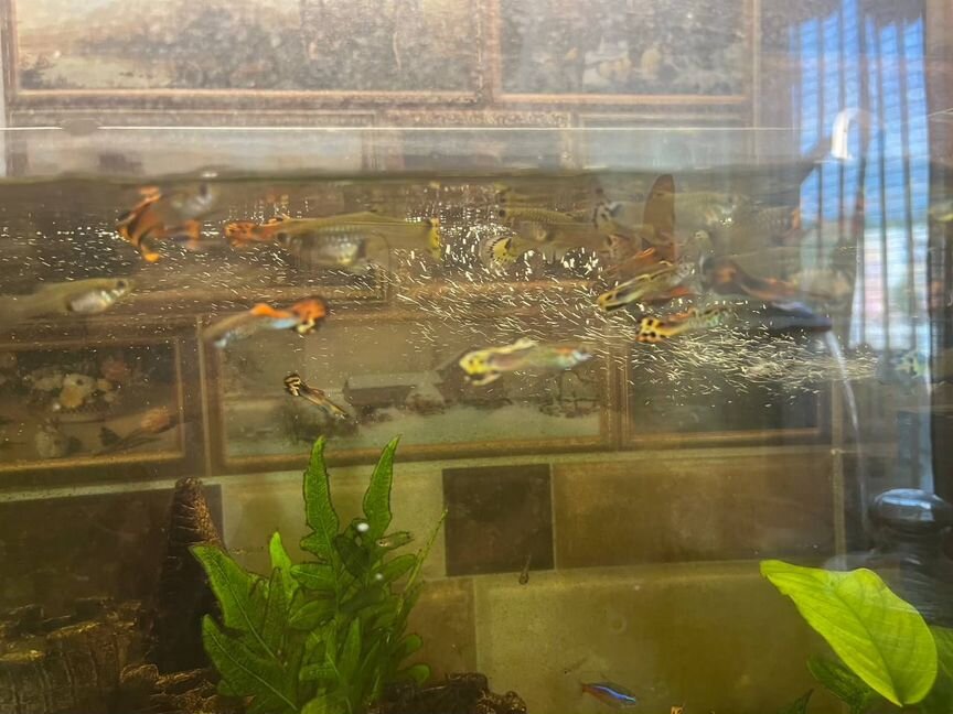 Подарю рыбок - гуппи