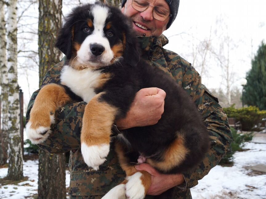Щенок из питомника