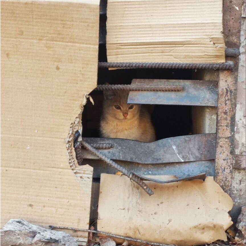 Котёнок в добрые руки