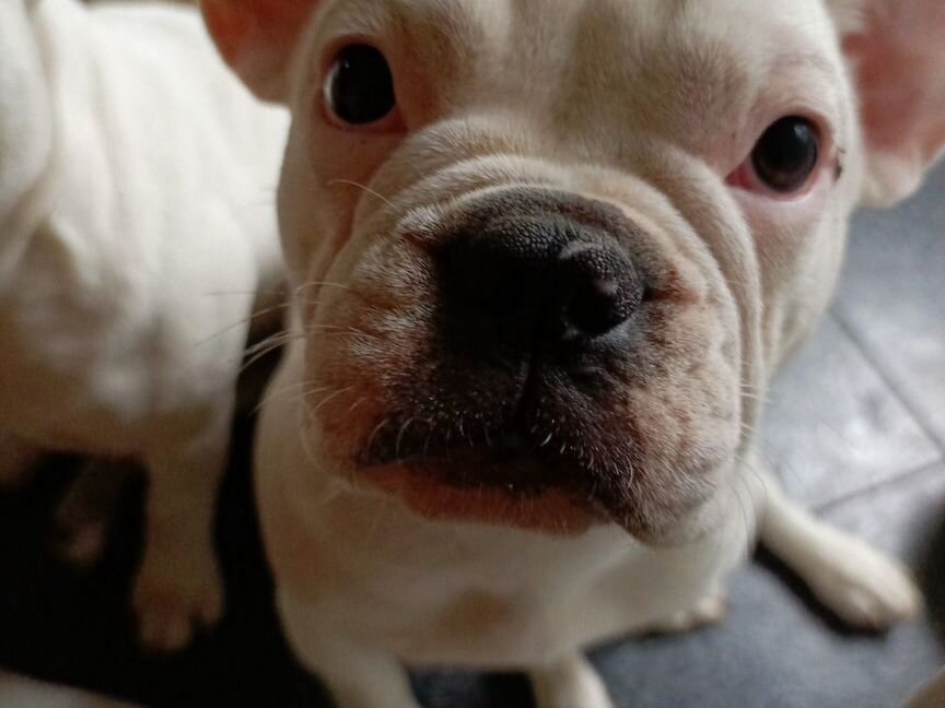 Французский бульдог
