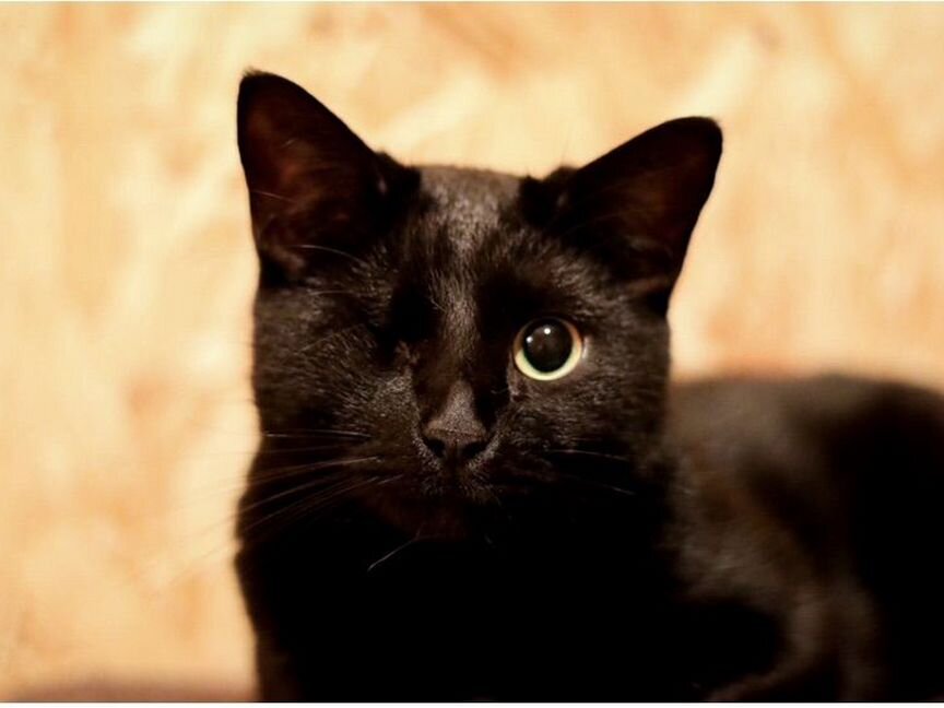 Кошка в добрые руки