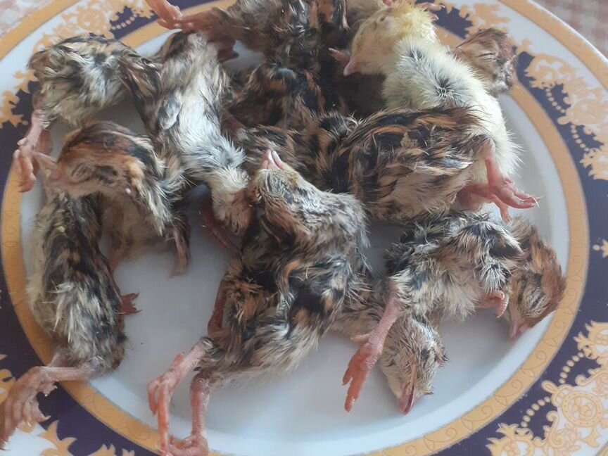 Наисвежайшая суточная перепелка на корм животным