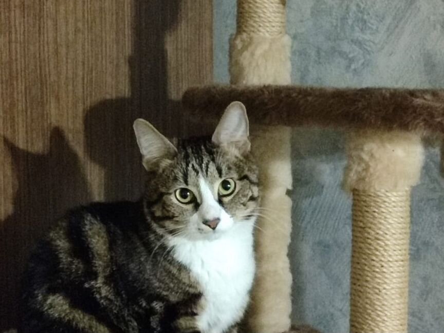 Котик