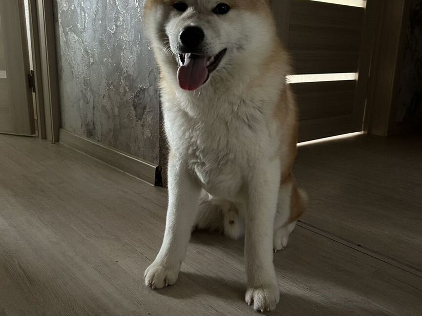 Акита ину кобель