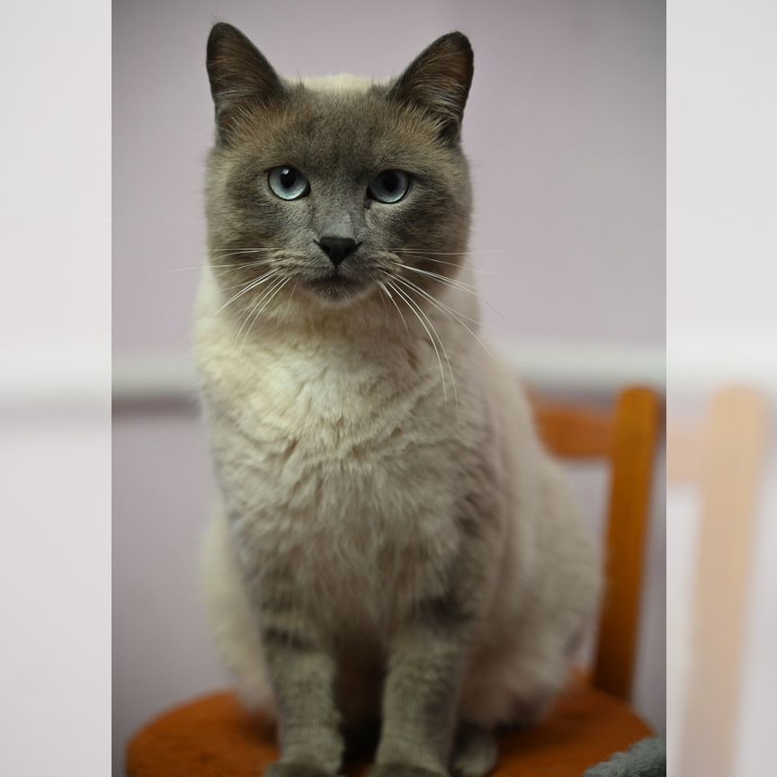 Красивый кот (из приюта)