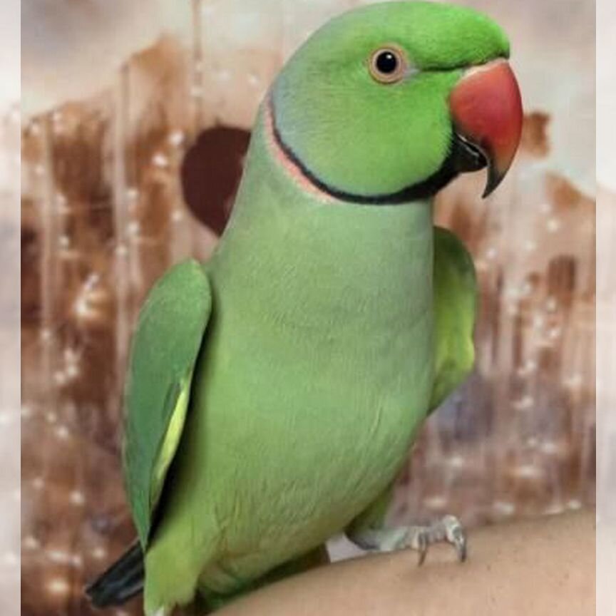Попугай ожереловый говорящий
