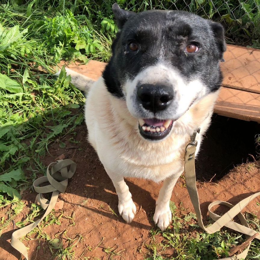 В добрые руки