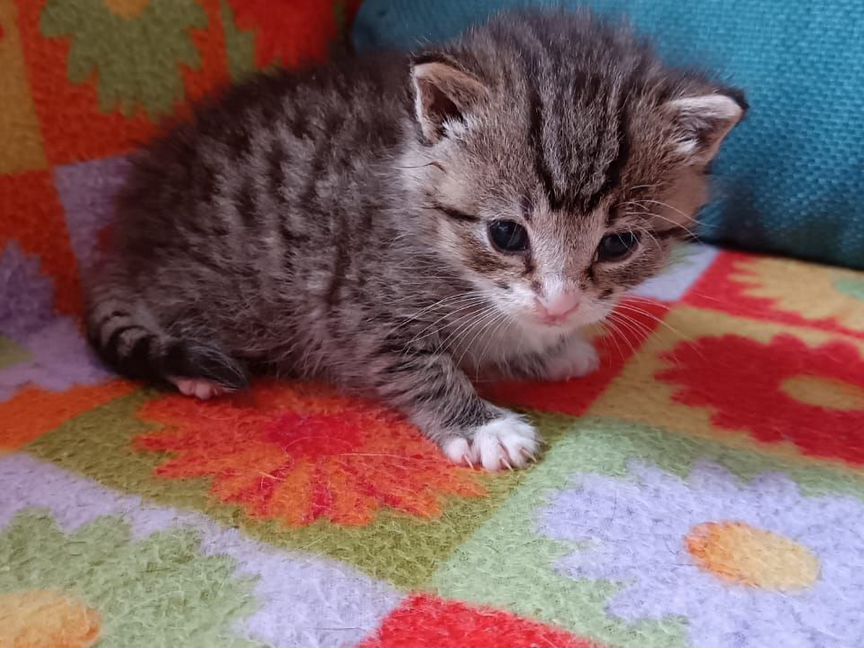 Котик Тигра