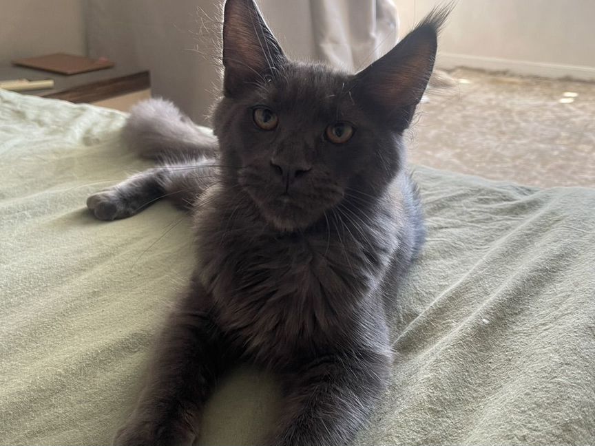 Мейн-кун голубошерстный, породистый