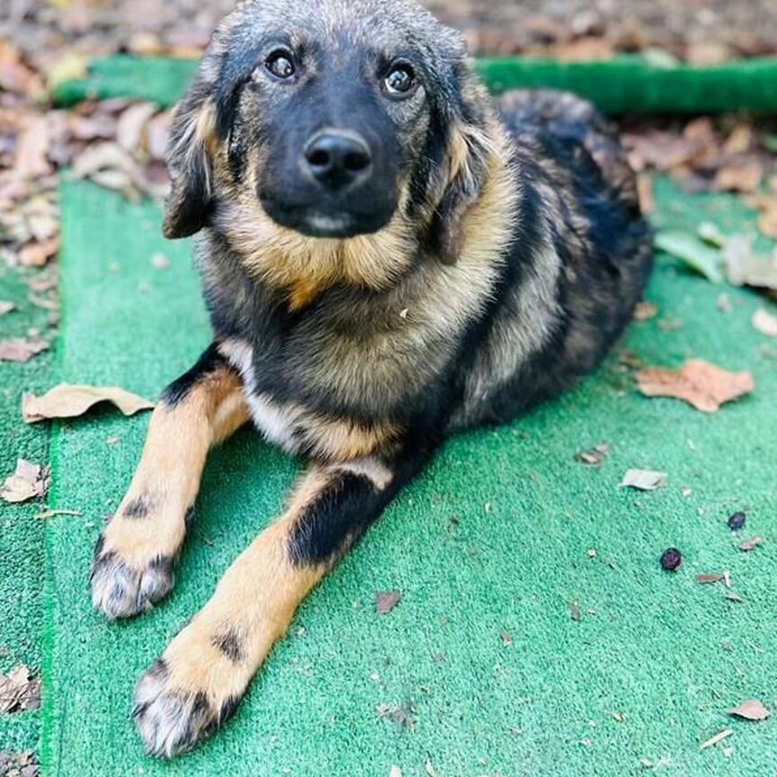 Собаки в добрые руки бесплатно