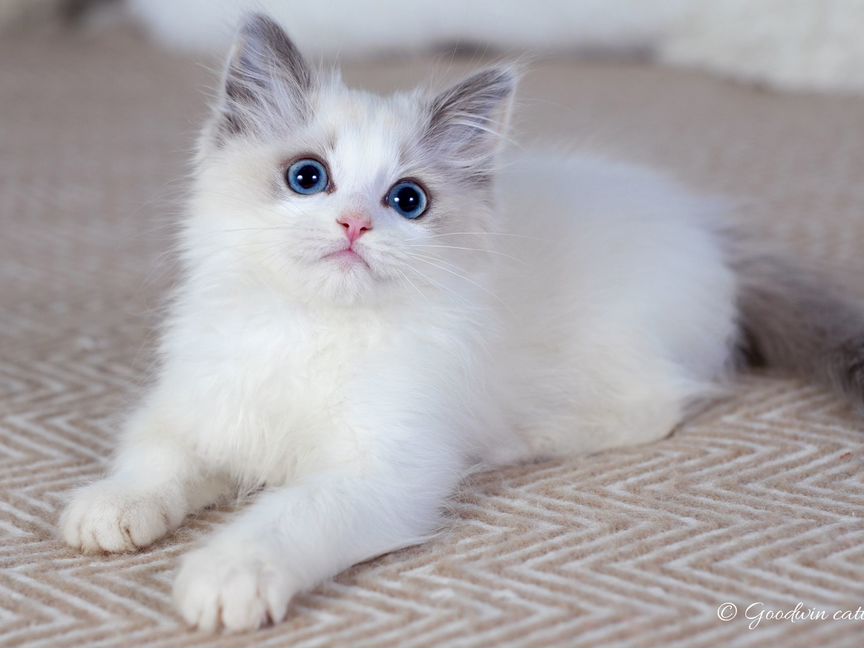 Мальчик рэгдолл голубой биколор