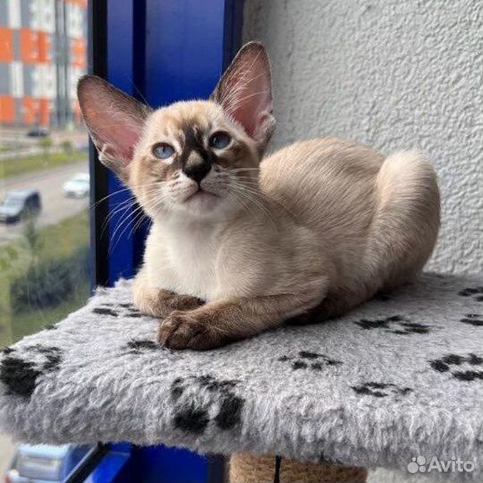 Оринтальный котенок