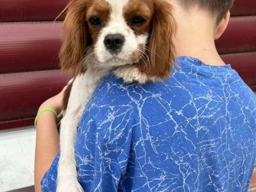 Кавалерочка бленхейм