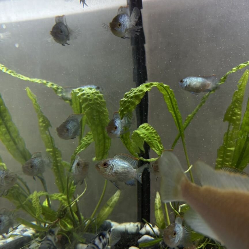 Аквариум с тумбой 120 л